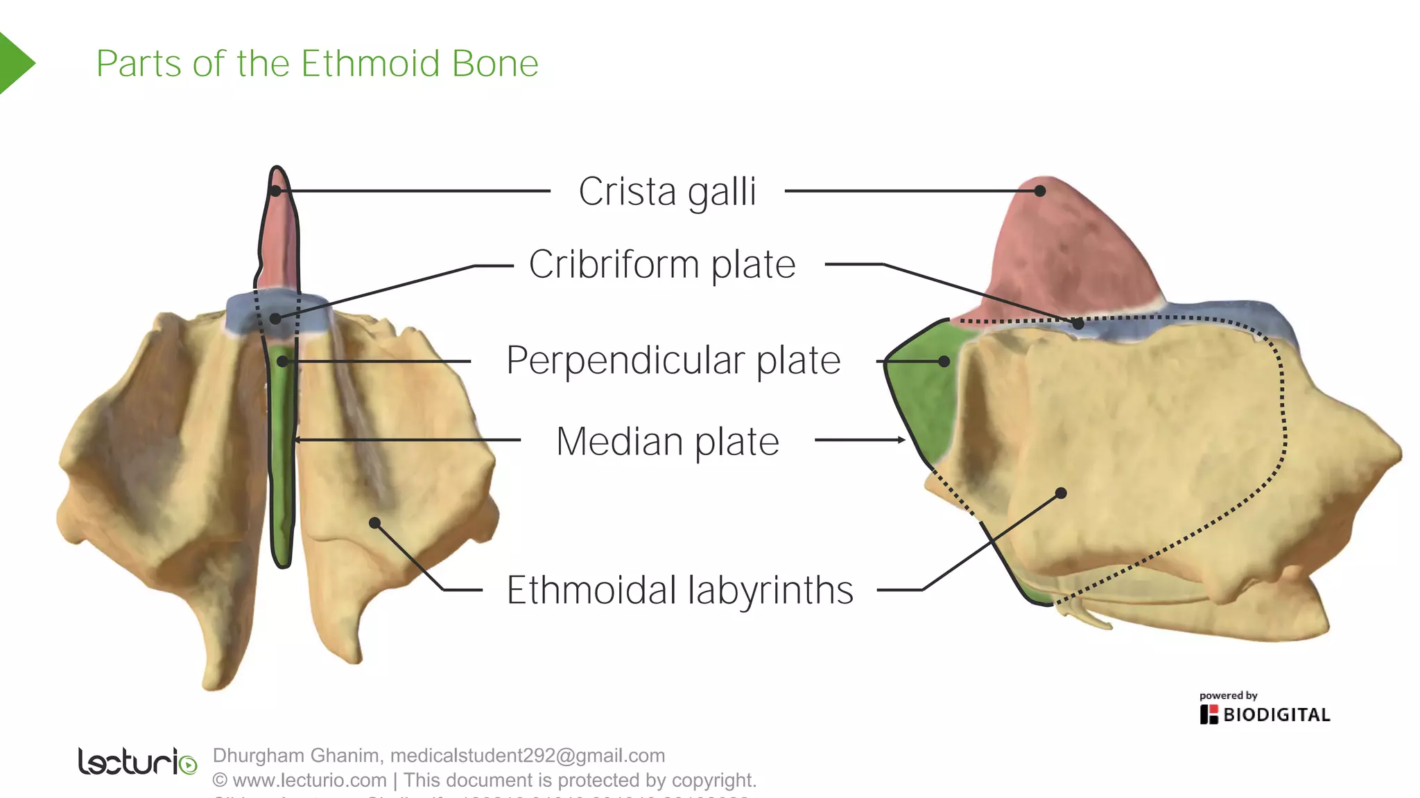 Slides_Anatomy_Skull.pdf