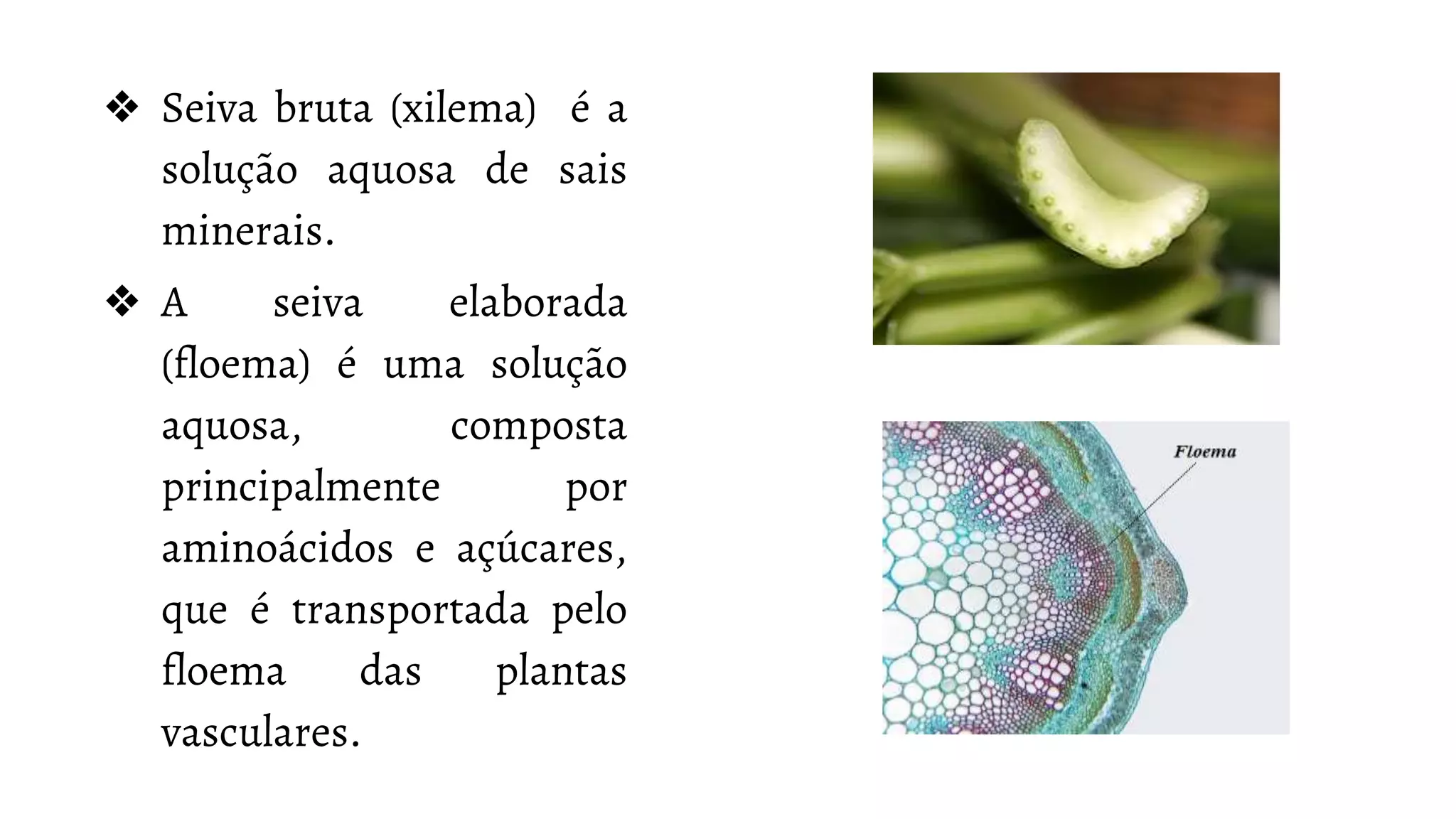 Anatomia E Morfologia Vegetal Ensino M dio PPTX Anatomia E Morfologia Vegetal Ensino M dio PPTX