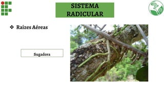 Anatomia e Morfologia Vegetal - Ensino Médio | PPTX