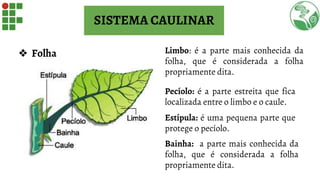 Anatomia e Morfologia Vegetal - Ensino Médio | PPTX