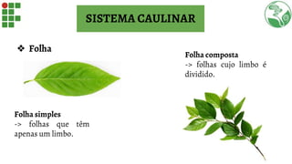 Anatomia e Morfologia Vegetal - Ensino Médio | PPTX