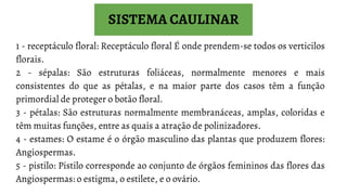 Anatomia e Morfologia Vegetal - Ensino Médio | PPTX