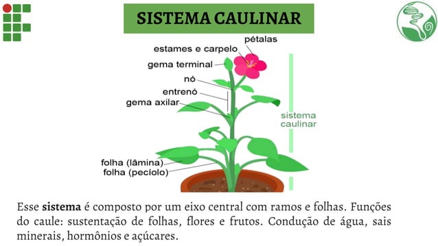 Anatomia e Morfologia Vegetal - Ensino Médio