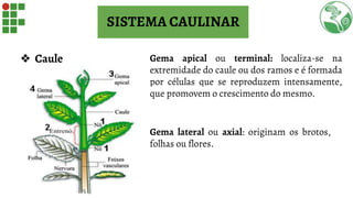 Anatomia e Morfologia Vegetal - Ensino Médio | PPT