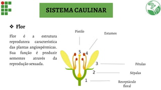 Anatomia e Morfologia Vegetal - Ensino Médio