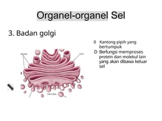 Struktur dan fungsi sel serta Organel yang ada dalam sel | PPTX