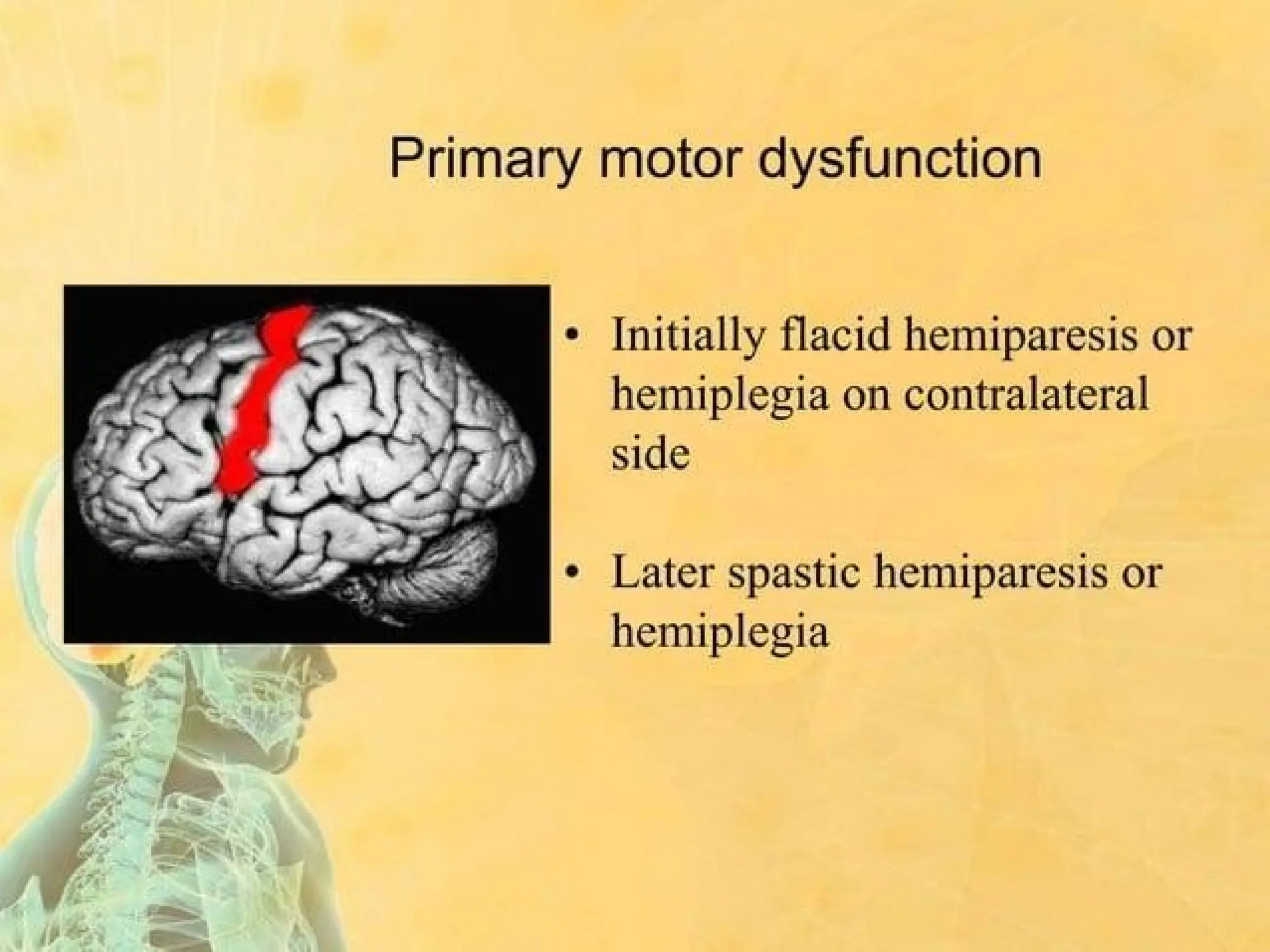 precentral gyrus slidesaver.app_hbwhec.pptx