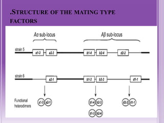 Mating system in basdiomycetes | PPTX