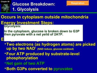 Chapter 09 Cellular Respiration | PPT