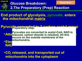 Chapter 09 Cellular Respiration | PPT
