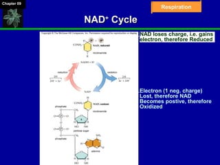 Chapter 09 Cellular Respiration | PPT