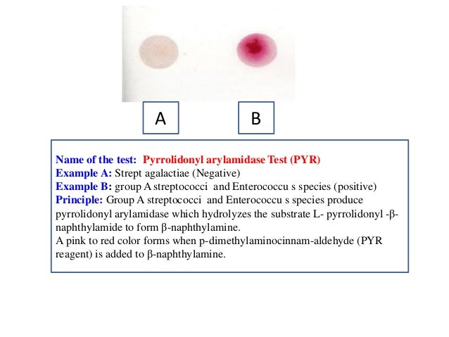 Slides examبكتريا عملي