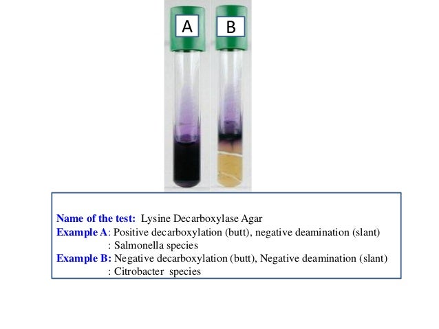 Slides examبكتريا عملي