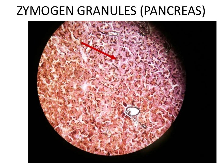 Histology Slides, through Midterm