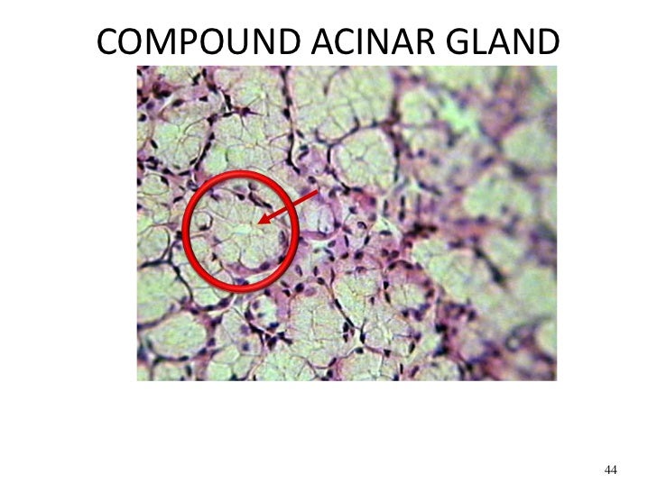 Histology Slides, through Midterm