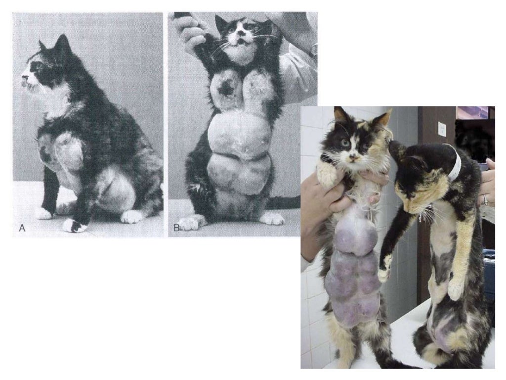 Feline mammary fibroadenomatosis