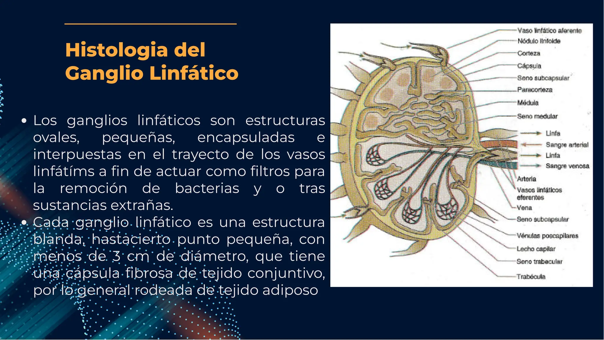 anatomia-y-funcionamiento-del-ganglio-linfatico-una-perspectiva ...
