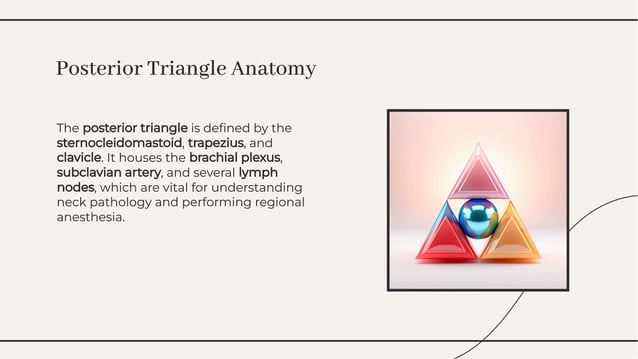 slidesgo-exploring-the-anatomical-triangles-of-the-neck-structure-and ...