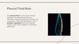 Slidesgo Exploring The Chest Cavity Anatomy And Function Of The Pleura