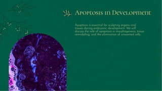 Brief Presentation About the Apoptosis (Programmed cell death) | PPT