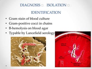 The Toxic Invasion of Streptococcus pyogenes | PPTX