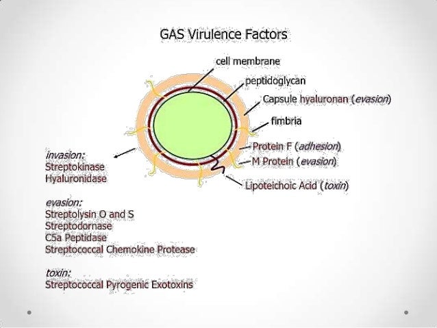 The Toxic Invasion of Streptococcus pyogenes