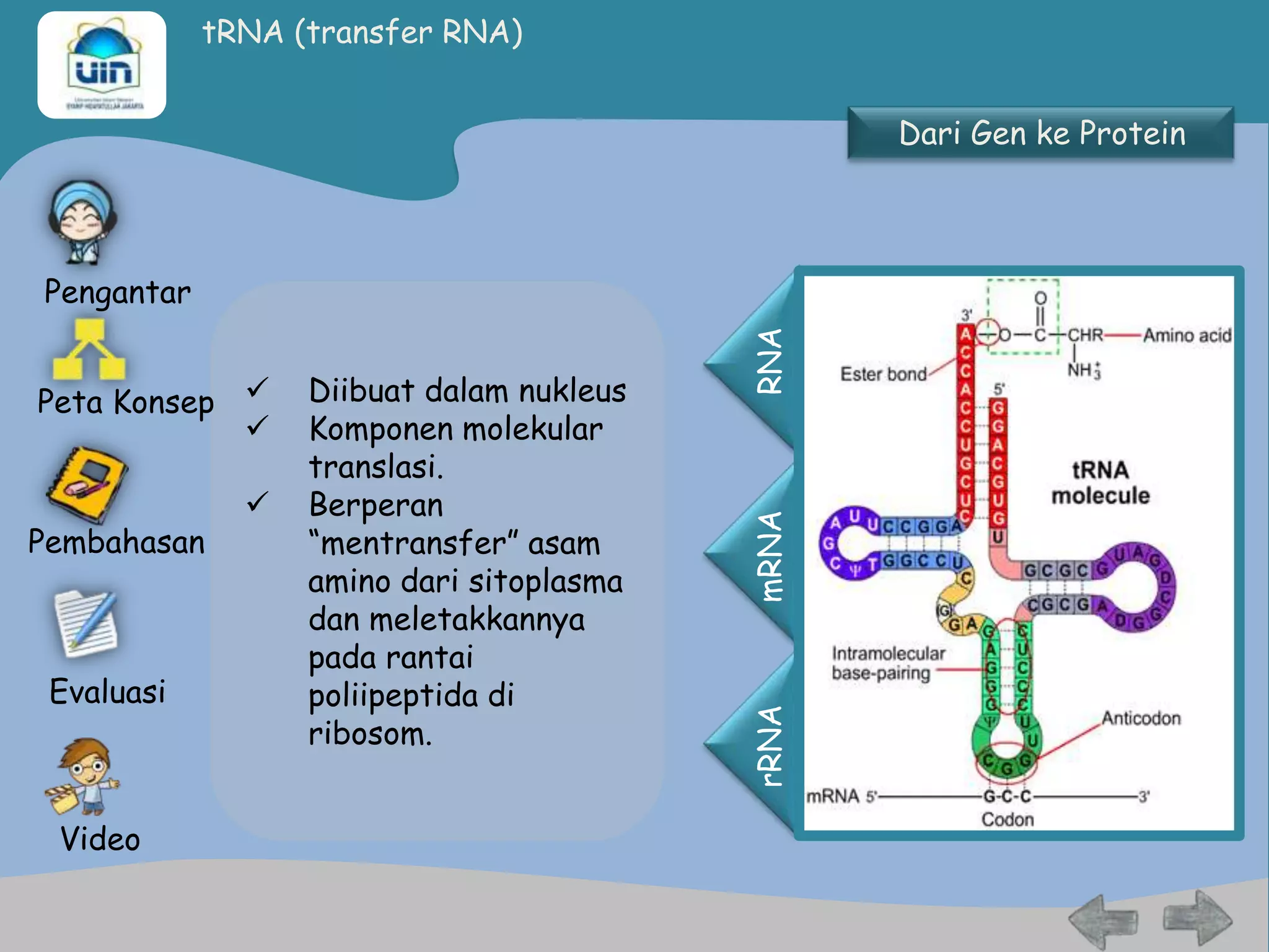 Sintesis Protein | PPSX