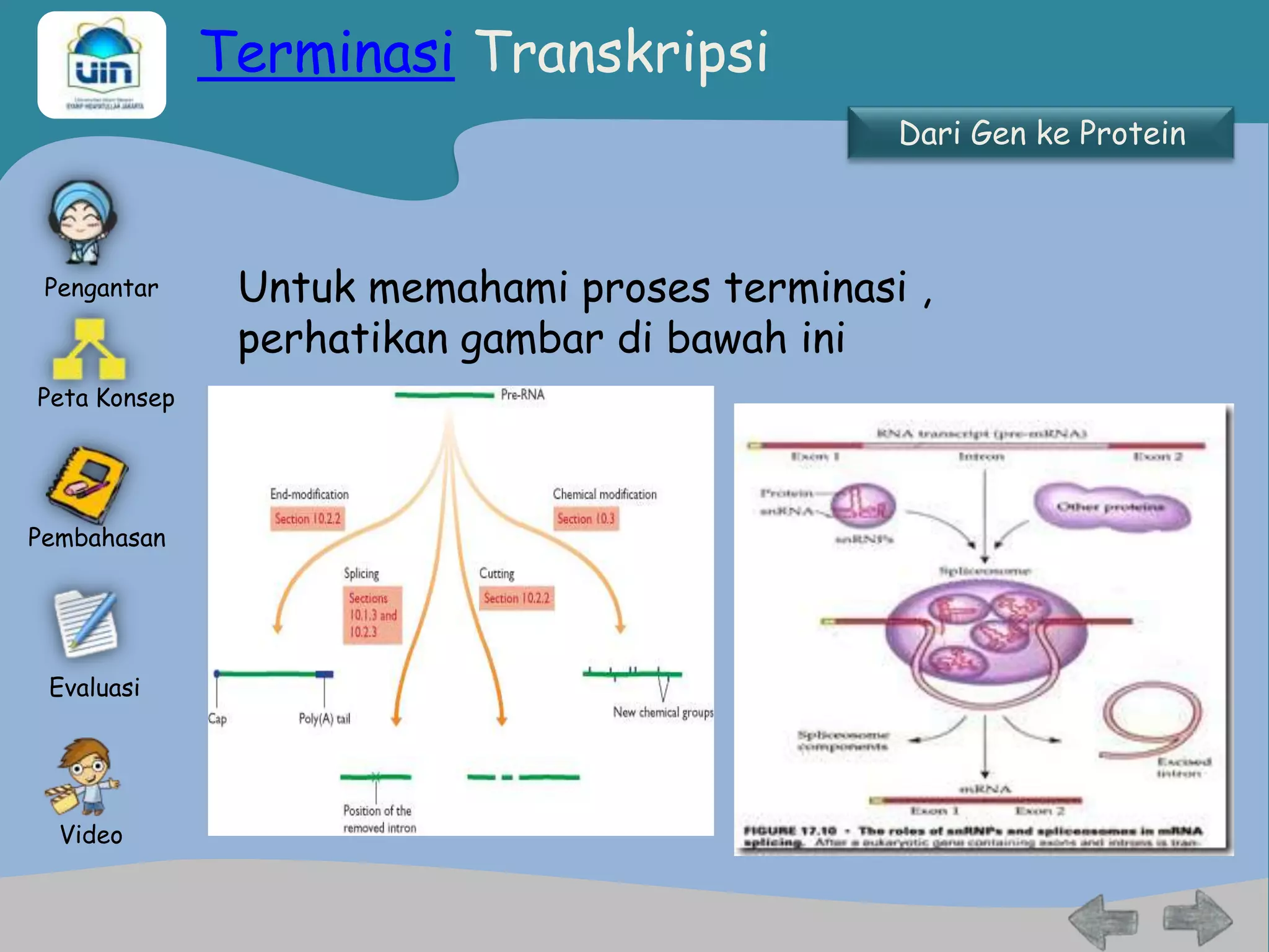 Sintesis Protein | PPSX