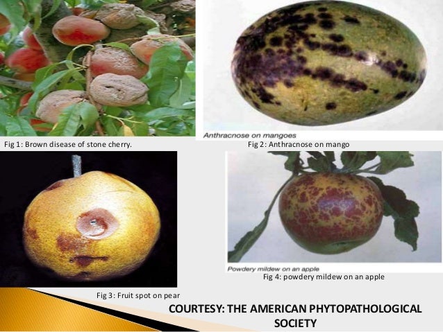 pathology of fruits; fruit conservation causes of fruits disease; bio…