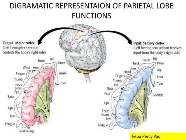 Functions of Parietal Lobe | PPTX