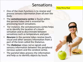 Functions of Parietal Lobe | PPTX