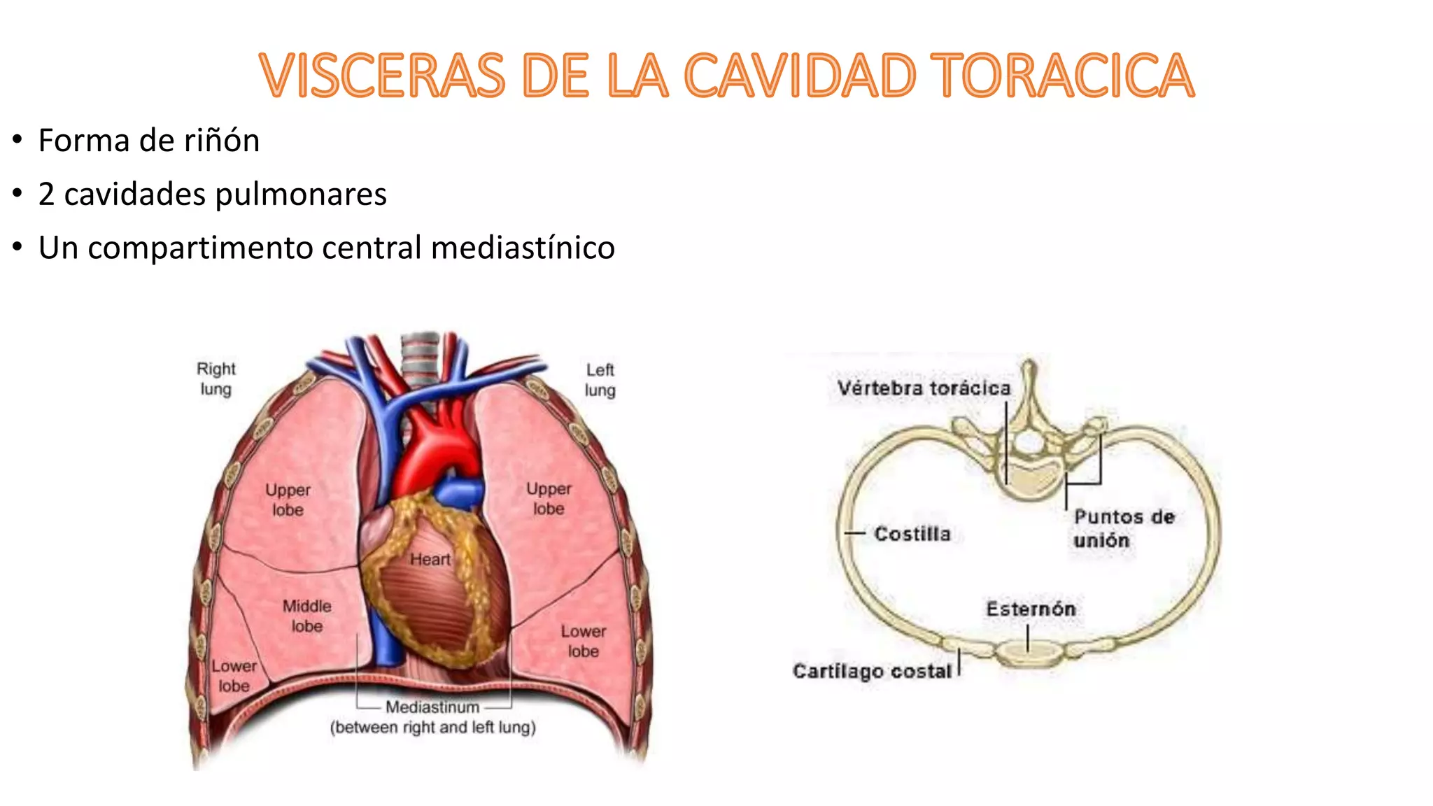 cavidad toracica | PPT