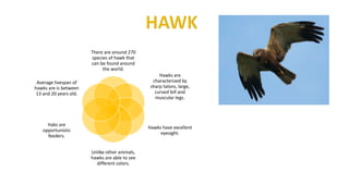 Awesome Birds | PPTX