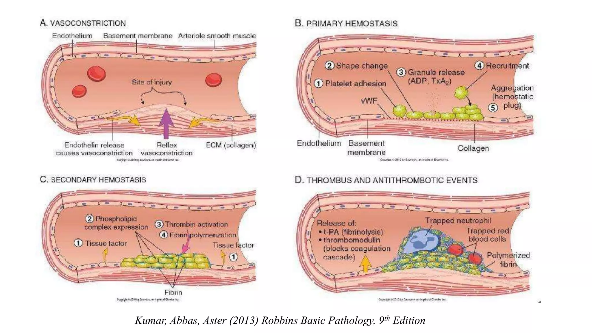 BLEEDING AND CLOTTING DISORDERS | PPTX