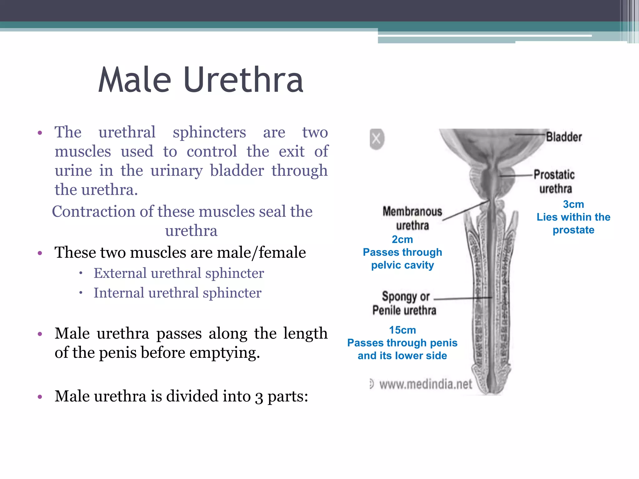 Renal System Anatomy | PPTX