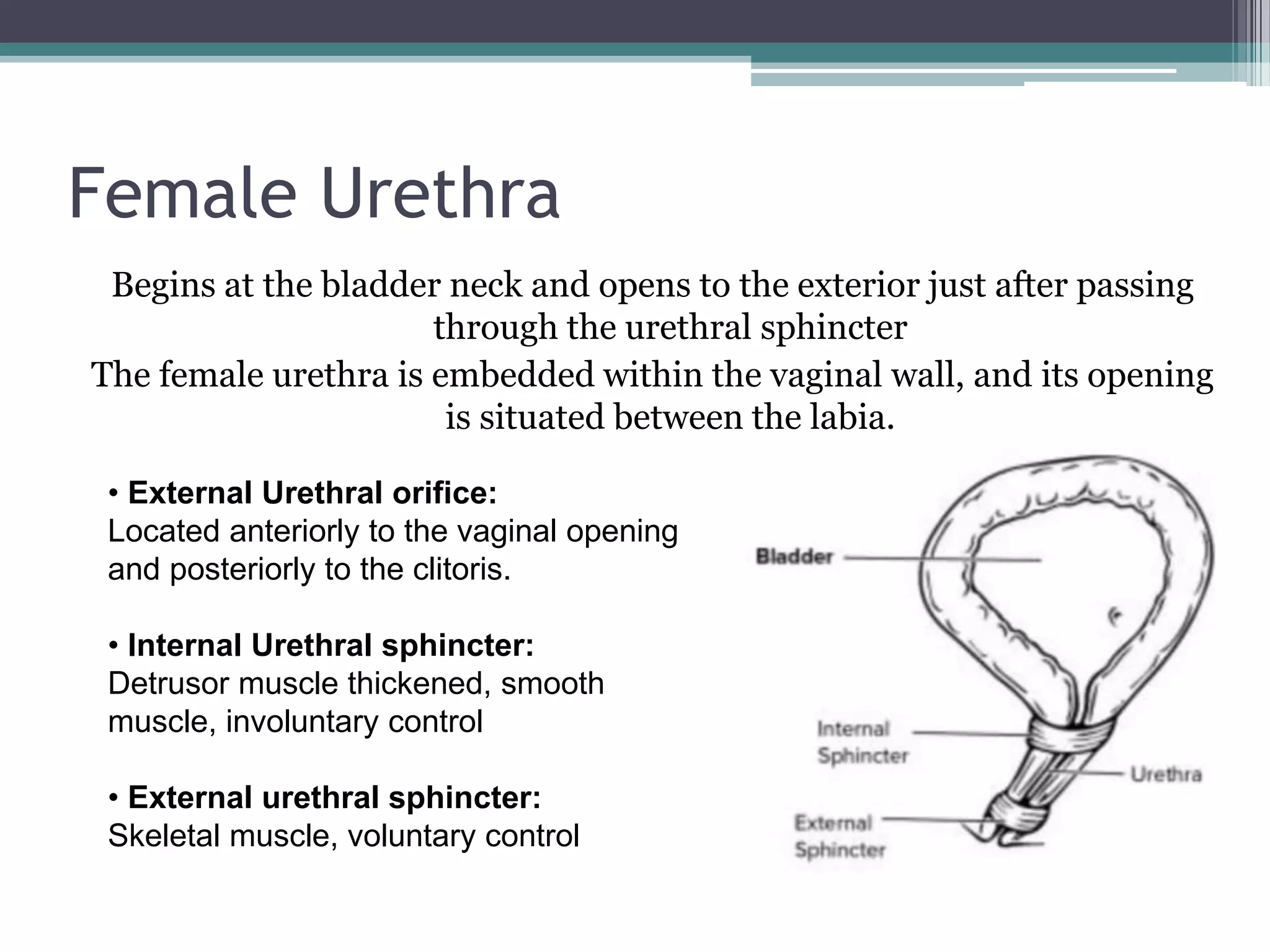 Renal System Anatomy | PPTX