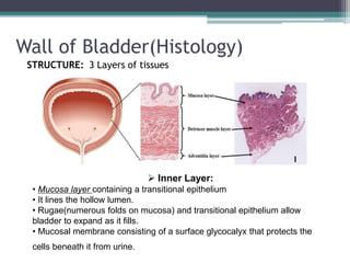 Renal System Anatomy | PPTX