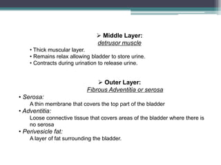 Renal System Anatomy | PPTX
