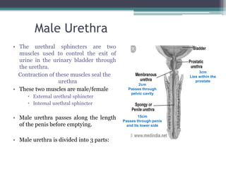 Renal System Anatomy | PPTX