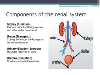 Renal System Anatomy | PPTX