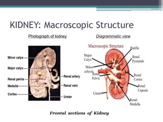 Renal System Anatomy | PPTX