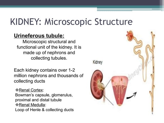 Renal System Anatomy | PPTX