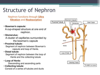 Renal System Anatomy | PPTX