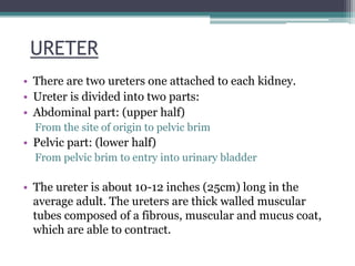 Renal System Anatomy | PPTX
