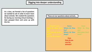 An Animal Inquiry Pre-K | PPTX