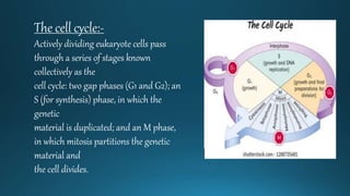 cell division | PPTX