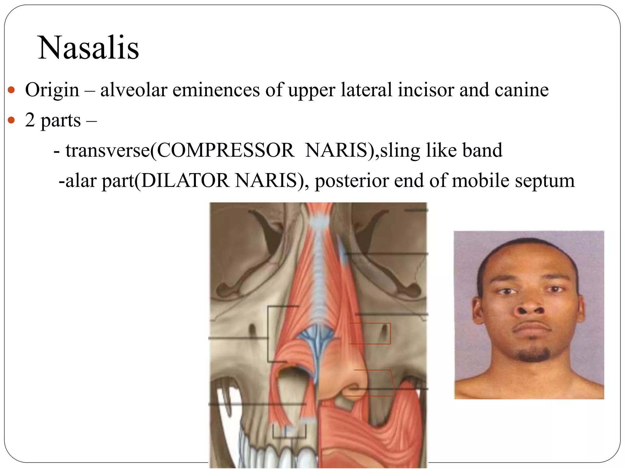 MUSCLES OF FACIAL EXPRESSION | PPTX