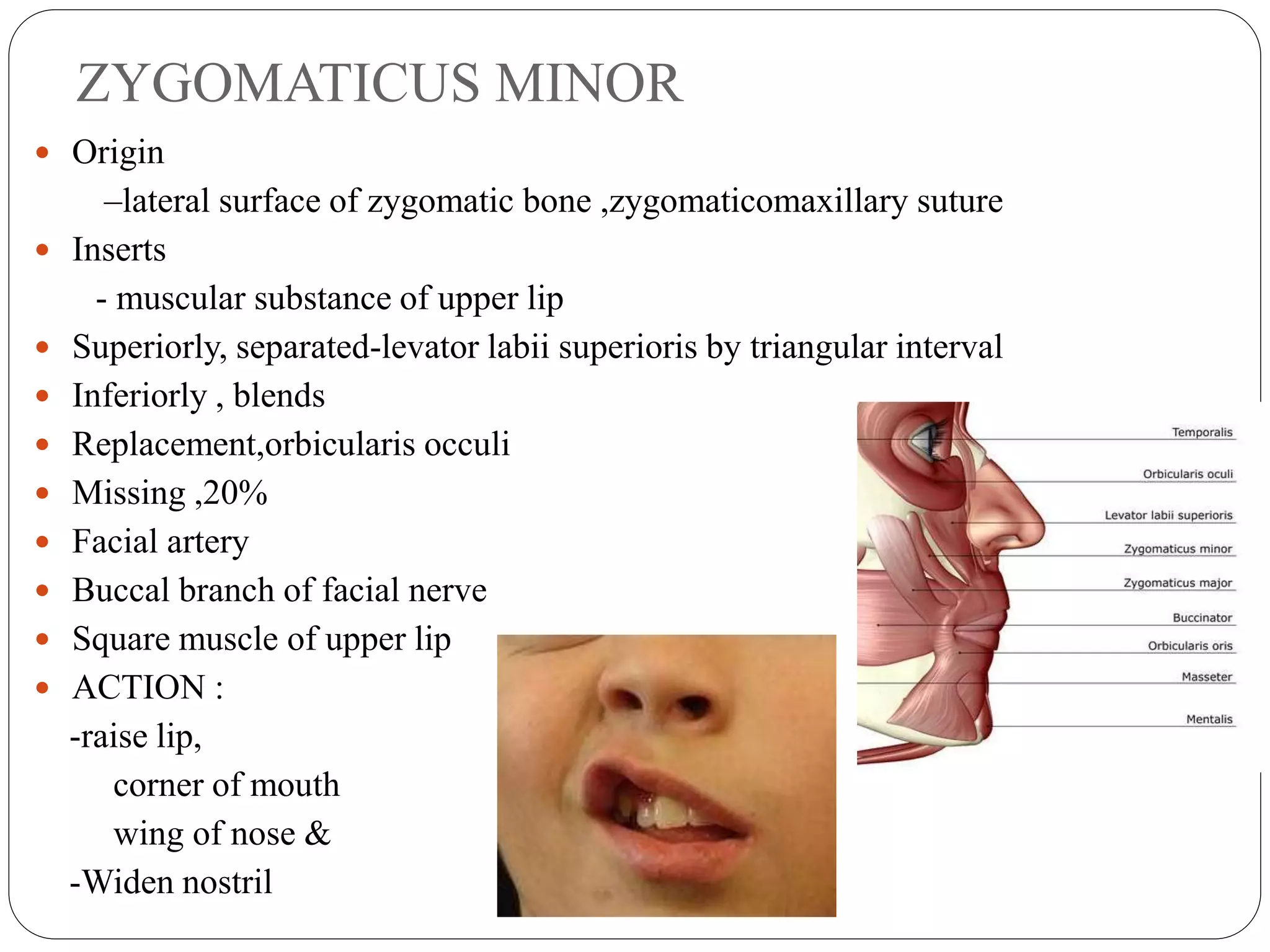 MUSCLES OF FACIAL EXPRESSION | PPTX