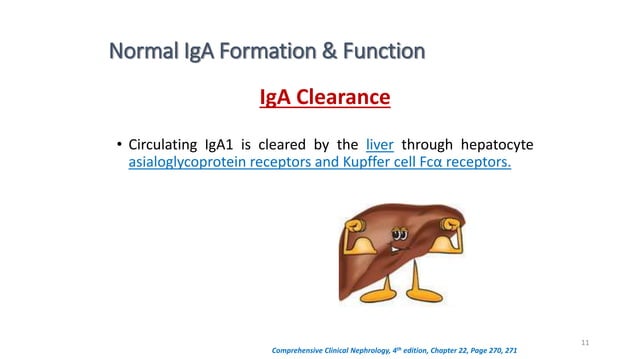 IgA Nephropathy (KDIGO 2021 Guidelines) - Dr. Gawad | PPTX | Digestive Disorders | Diseases and ...