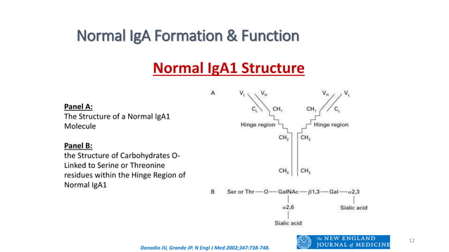 IgA Nephropathy (KDIGO 2021 Guidelines) - Dr. Gawad | PPTX | Digestive Disorders | Diseases and ...